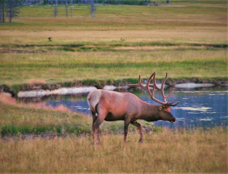 Wildlife In Yellowstone National Park: Best Tips and Places to See Animals