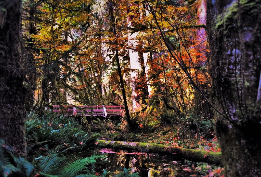 Fall Leaves in Hoh Rainforest Olympic National Park 12 - 2TravelDads