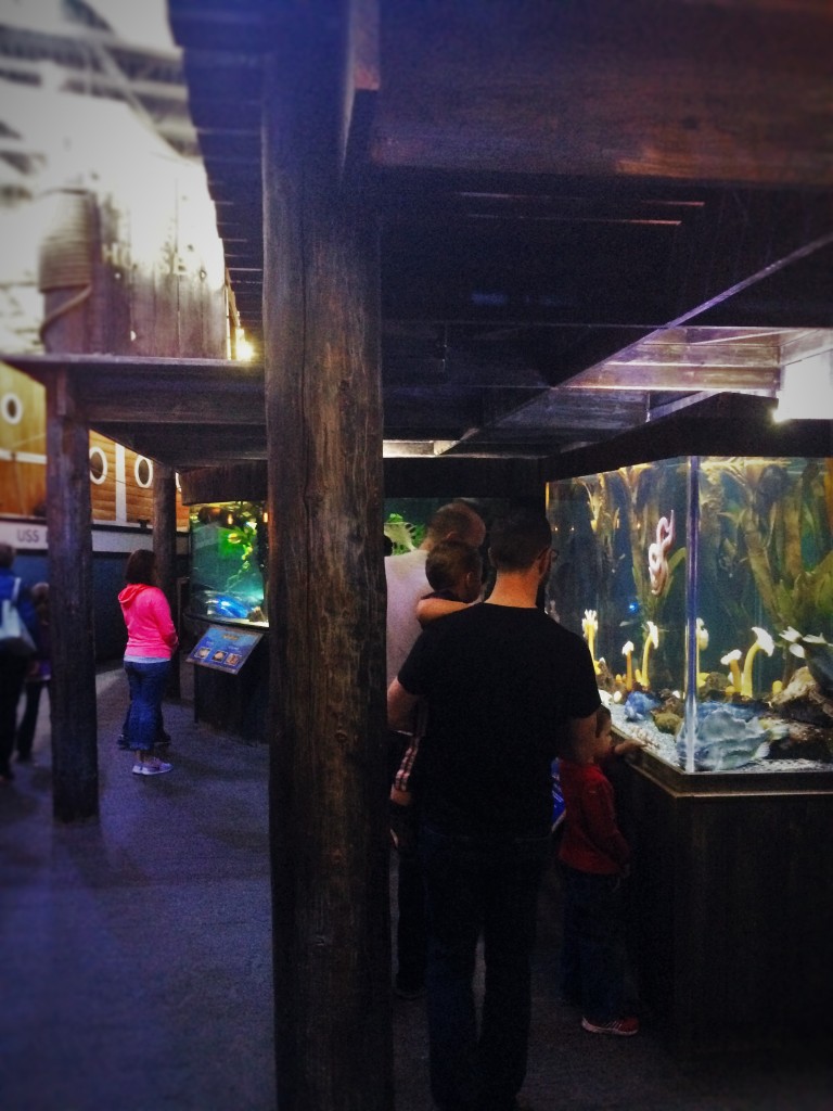 Denver's Downtown Aquarium: cool and "huh?"