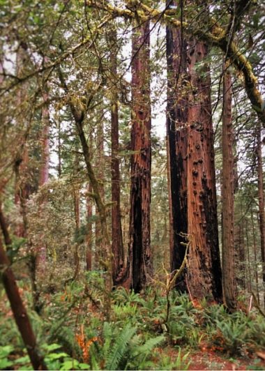 Burned out redwood trees in Redwood National Park California ...