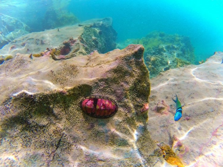 A Day in Labadee, Haiti: Activities and Relaxation at Royal Caribbean's ...