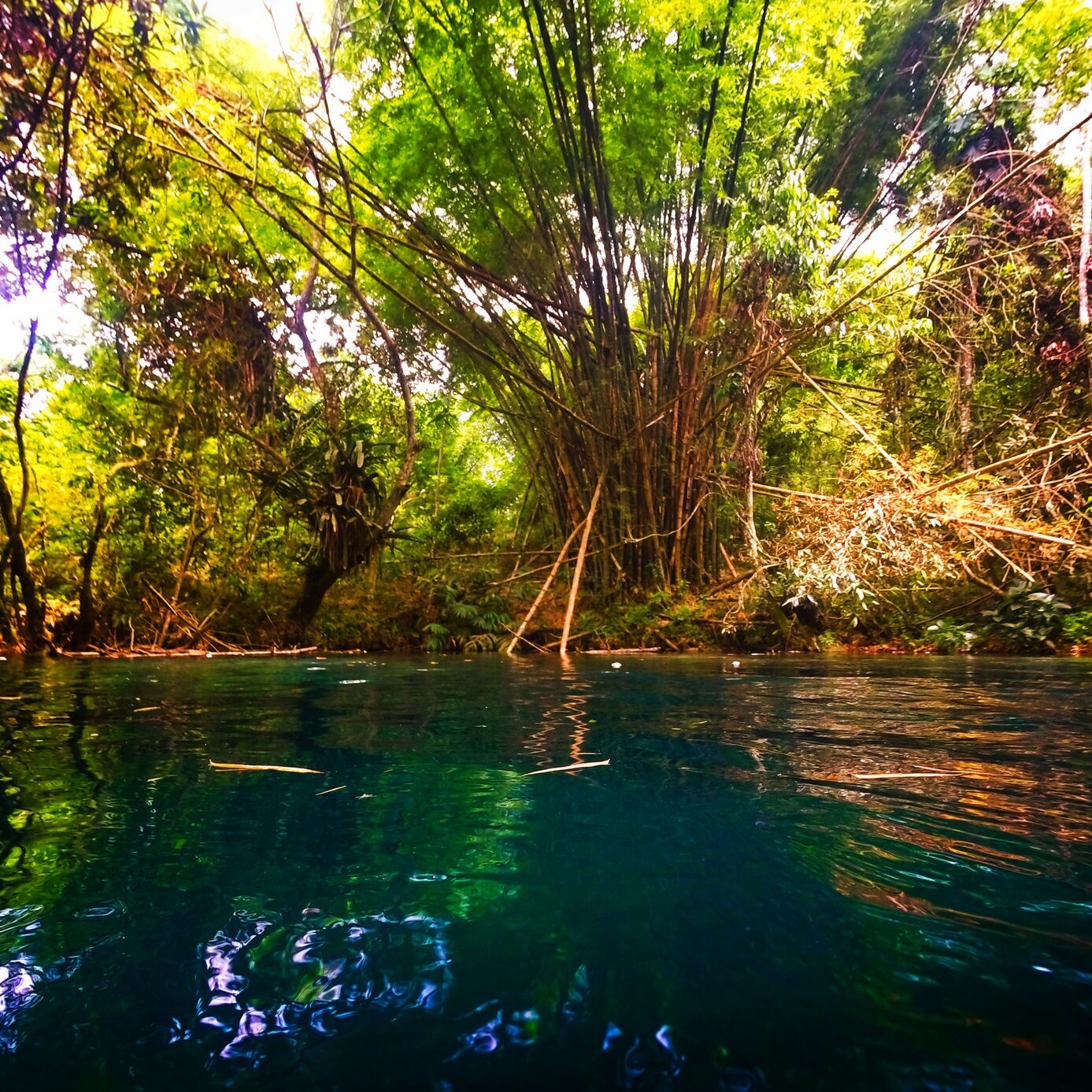Forest River Jamaica Majestic Dunn's River Falls Near Ocho Rios,