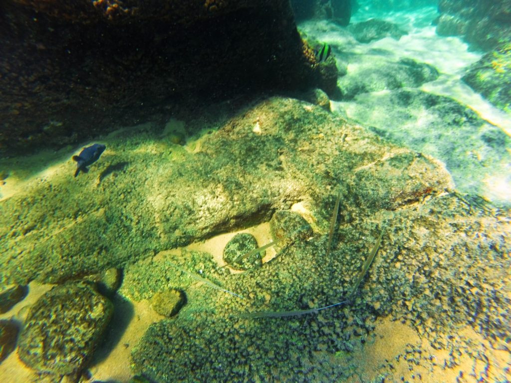 Needlefish and pufferfish while snorkeling in Cabo San Lucas - 2TravelDads