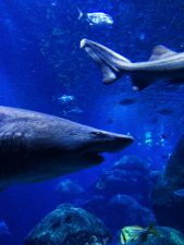 Chattanooga's Tennessee Aquarium: the best family fish-perience