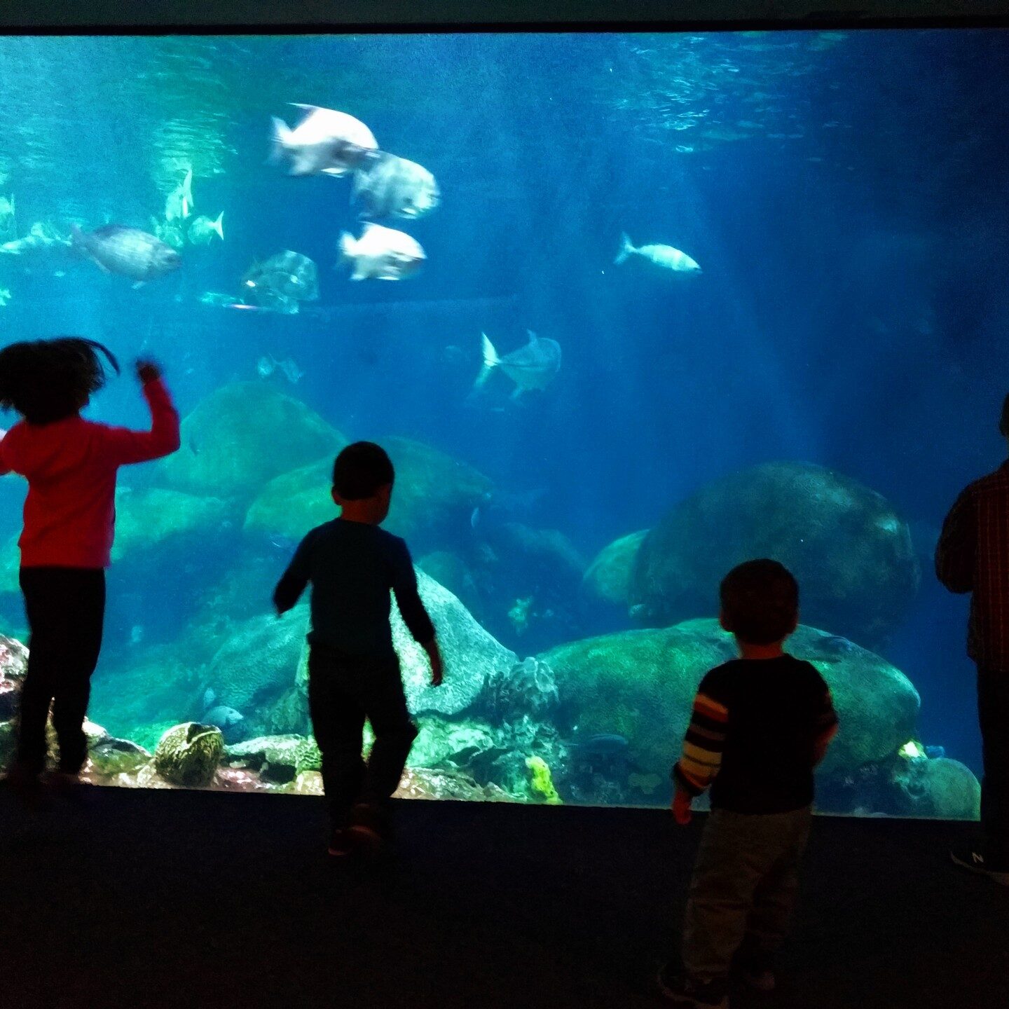 Chattanooga Aquarium Tennessee Aquarium Ocean Journey By Chermayeff