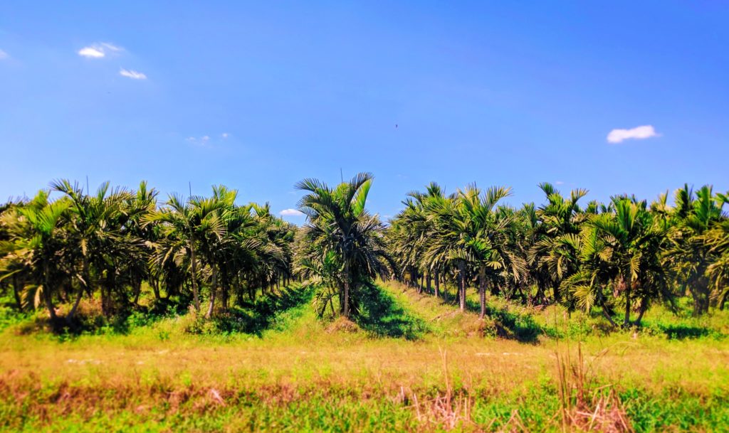 Palm Tree Farm at Biscayne National Park 1 - 2TravelDads