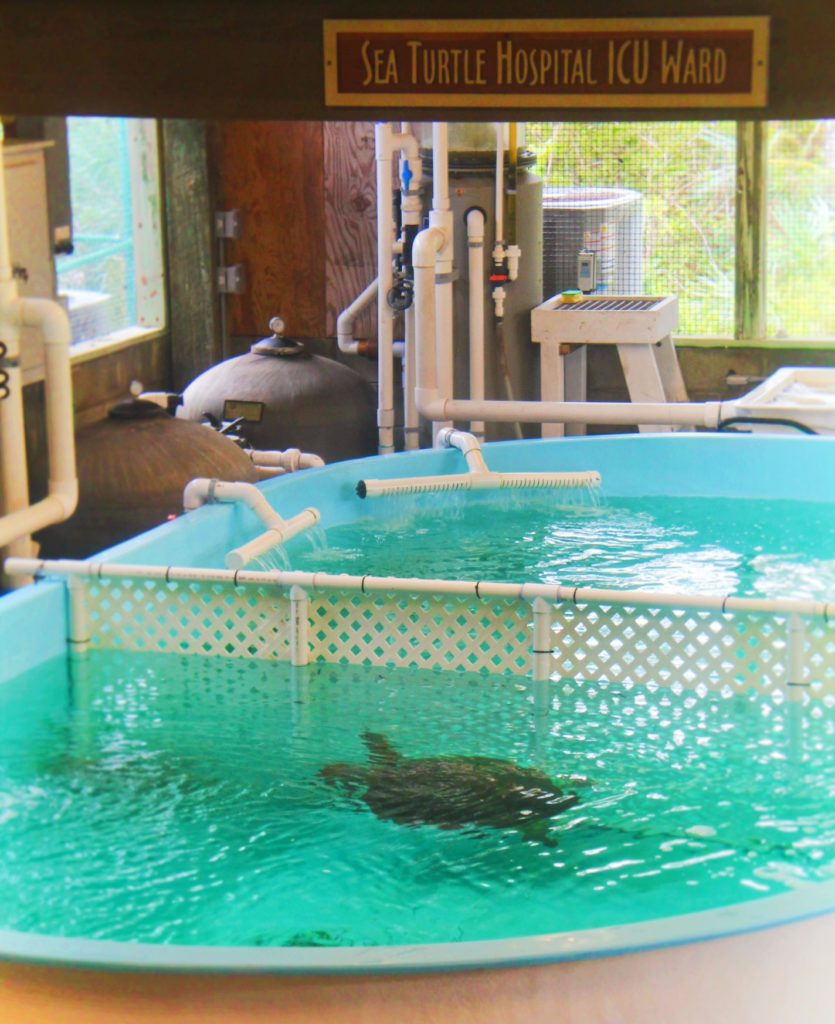 Taylor Family at Ponce Inlet Marine Science Center Sea Turtle ICU 5 ...