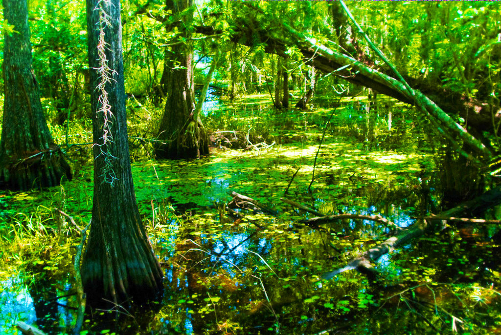 Big Cypress National Preserve: alligators, boardwalks, beautiful swamps