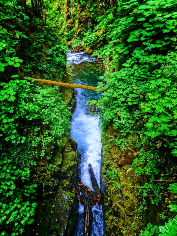 Hiking Sol Duc Falls and the northern rainforest of Olympic National Park