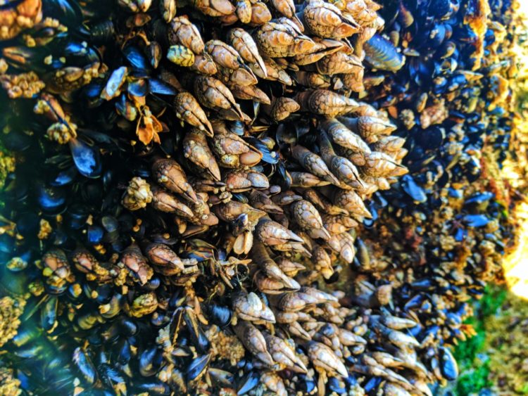 Long neck Barnacles at Ruby Beach Olympic National Park 1 - 2TravelDads