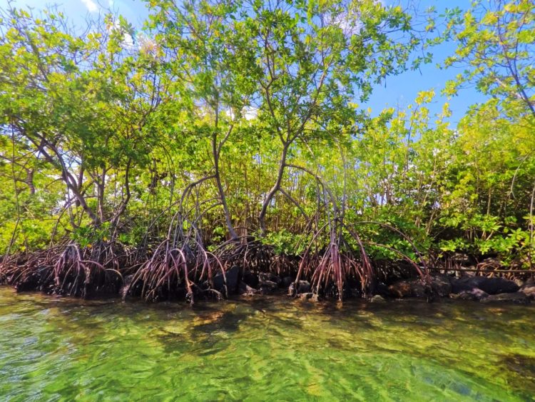 Mangroves on Laguna Condado San Juan Puerto Rico 1 - 2TravelDads