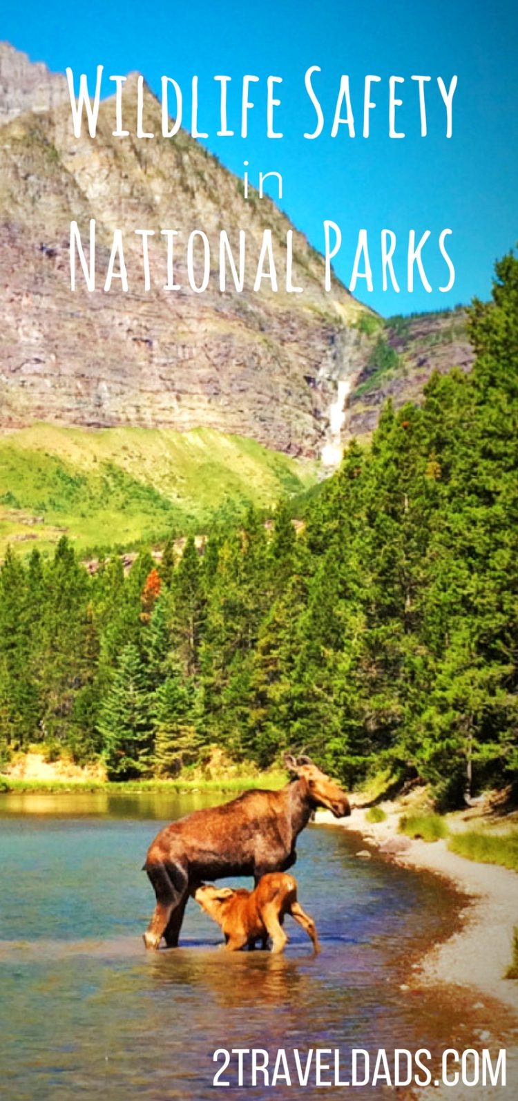 Wildlife Safety in National Parks: keeping humans & animals safe