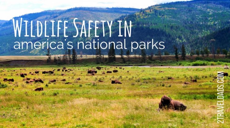 National Parks wildlife safety is important for both the enjoyment of ...
