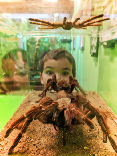 20+ Awesome Things To Do in Victoria BC That Kids Will Love