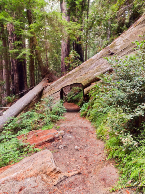 Giant Redwood Tree Tunnel On Tall Trees Trail Redwood National Park