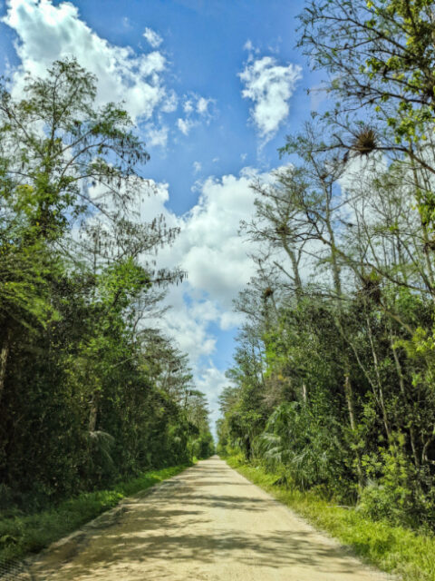 Big Cypress National Preserve: alligators, boardwalks, beautiful swamps