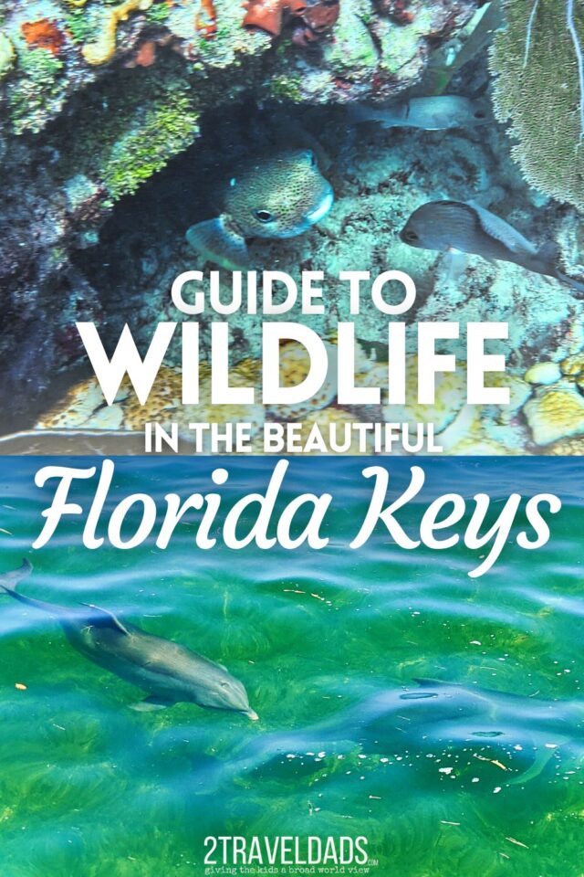 Wildlife in the Florida Keys: Favorite Creatures and Tips for Amazing ...