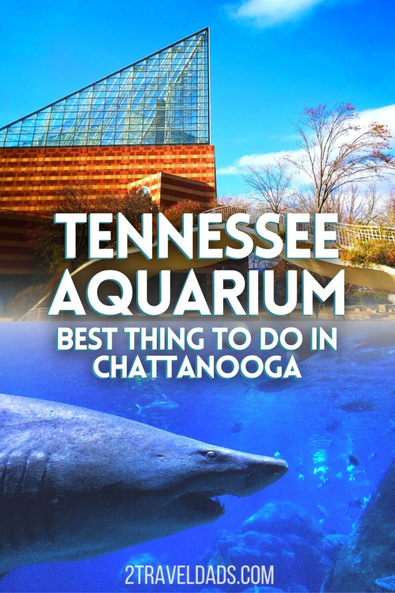 Chattanooga's Tennessee Aquarium: the best family fish-perience