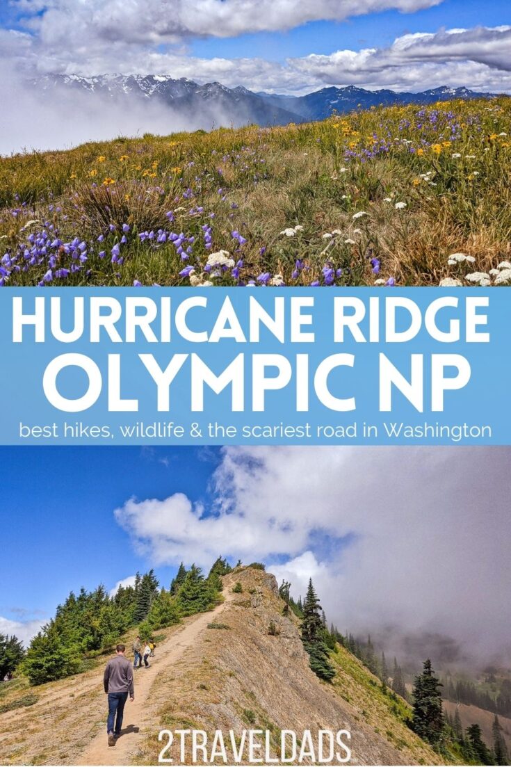 Hiking Hurricane Ridge in Olympic National Park: wildlife and beautiful ...
