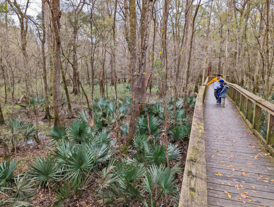 Visiting Congaree National Park: South Carolina Swamp Magic!